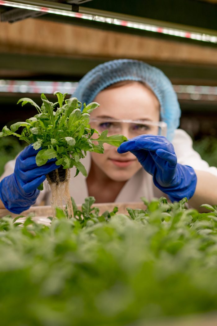 Microgreens, Microgreens Powder & Seeds | Natural Yield