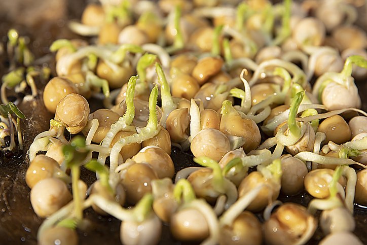 Seed Germination Tips For Successful Microgreens