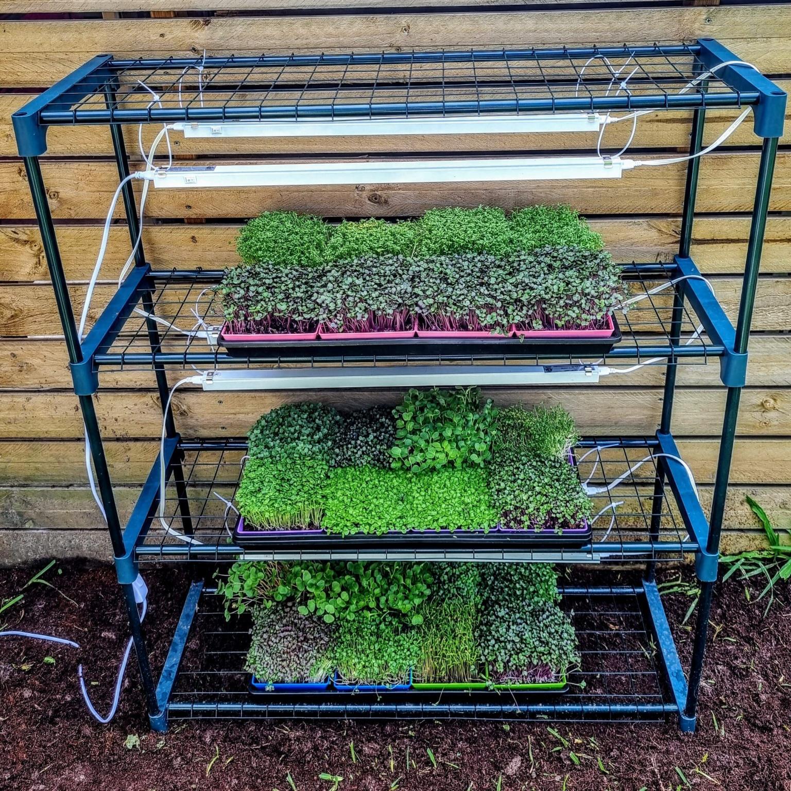 Microgreen Trays – Natural Yield