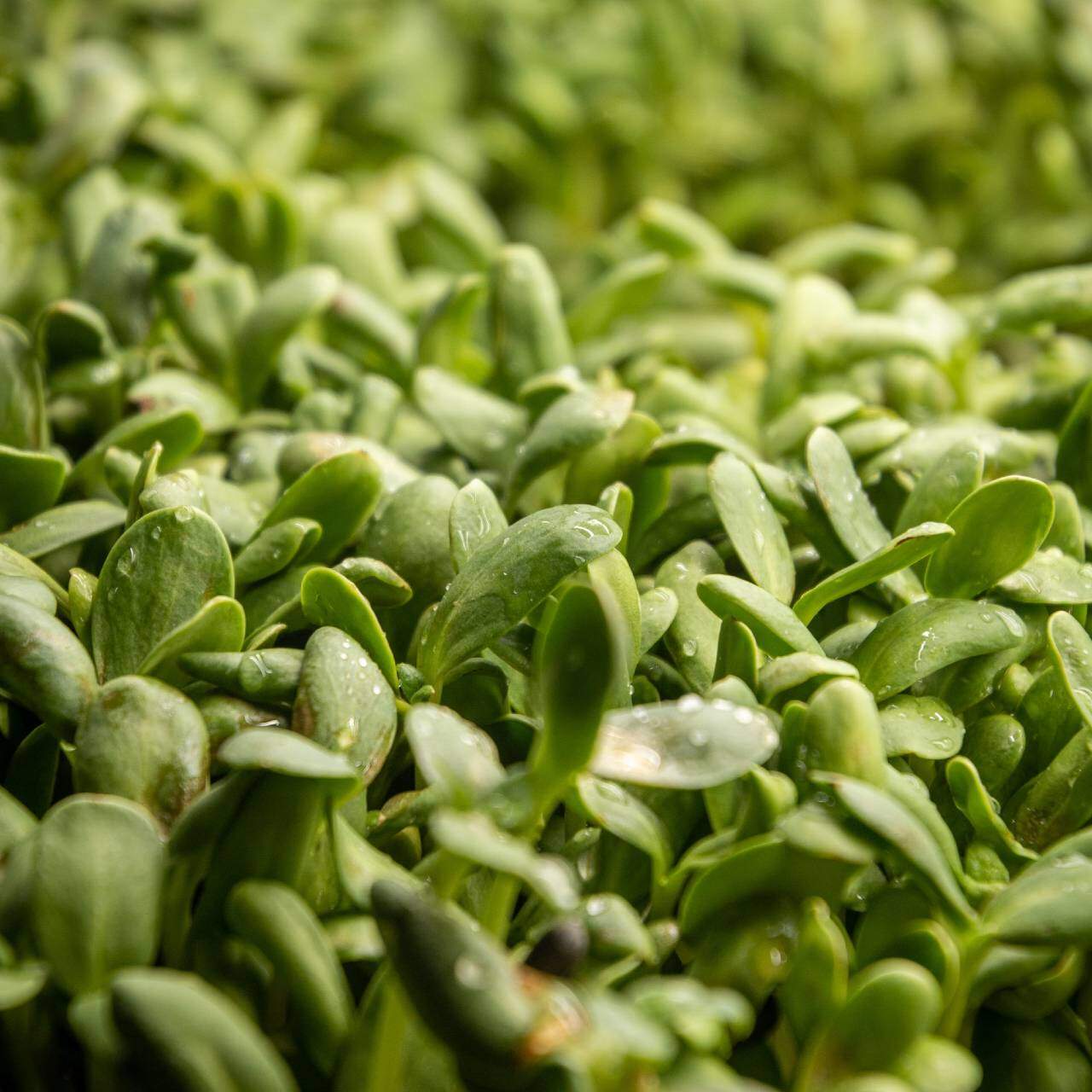 Broccoli Microgreens - A Delicious Greens For Your Dishes