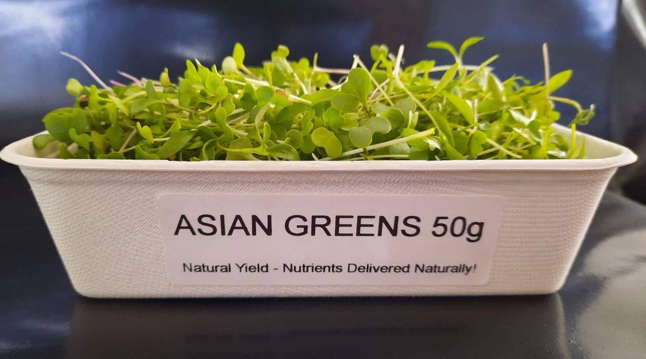 Asian Green Microgreens - Nutrient Packed Superfoods
