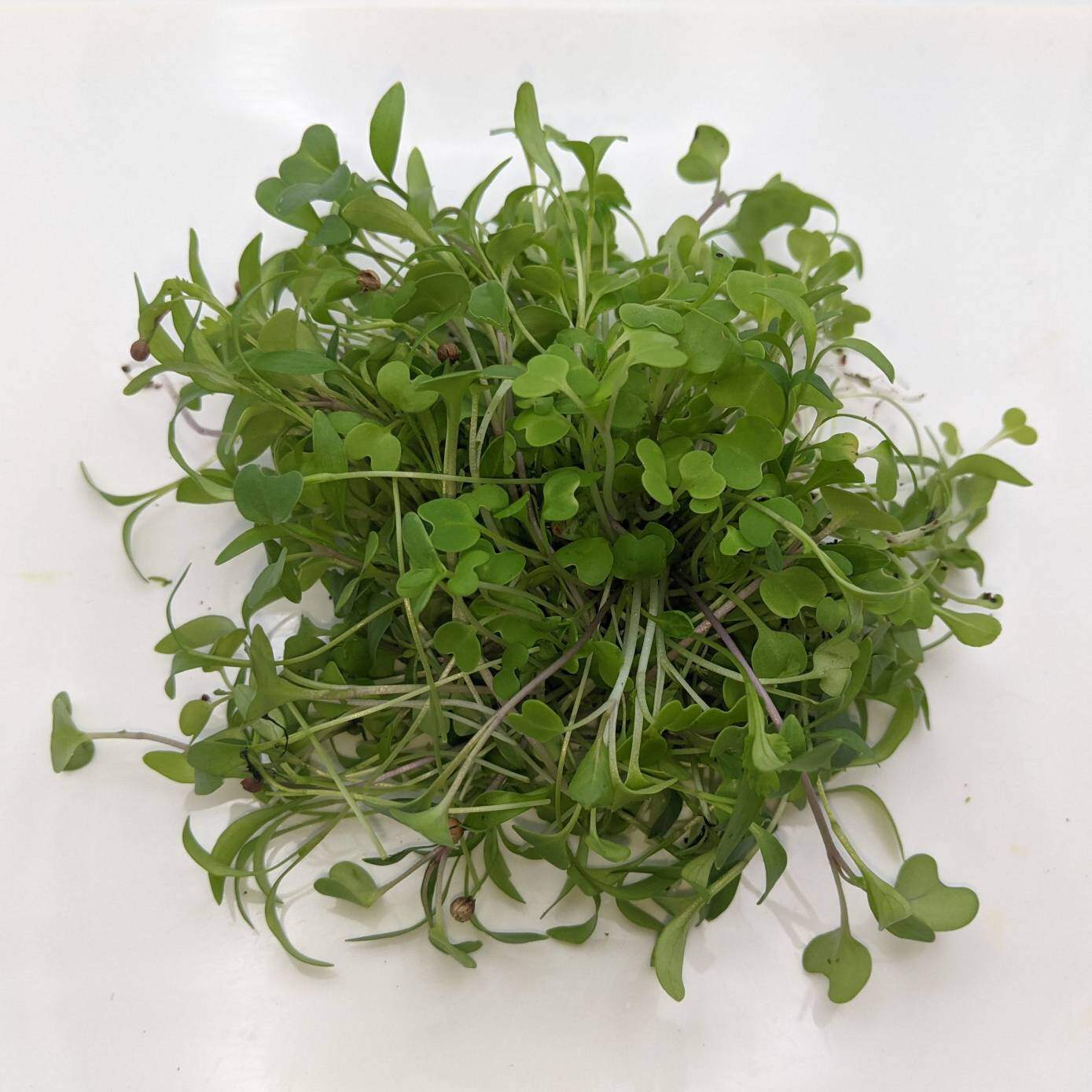 Asian Green Microgreens - Nutrient Packed Superfoods