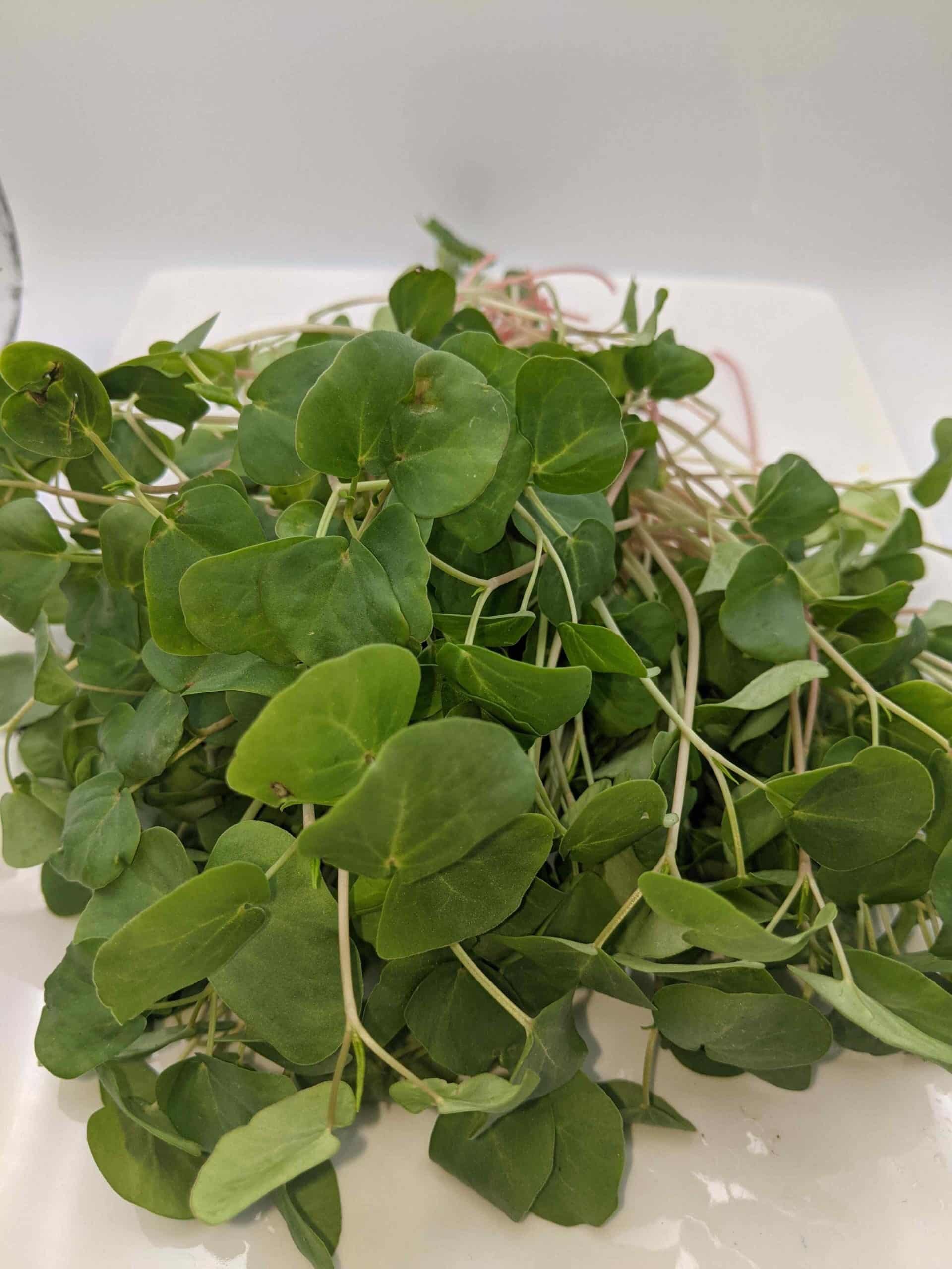 Fresh Buckwheat Microgreens | Crisp & Nutritious