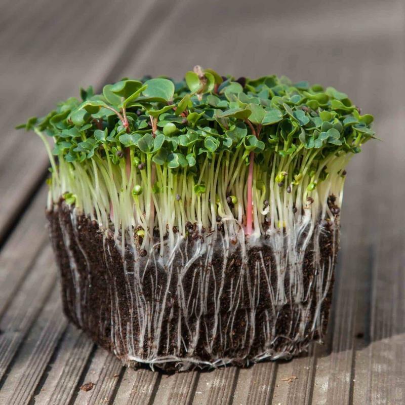 Pak Choi Microgreens - The Perfect Addition To Any Meal