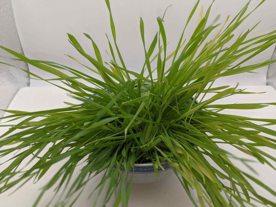 Wheatgrass Microgreens