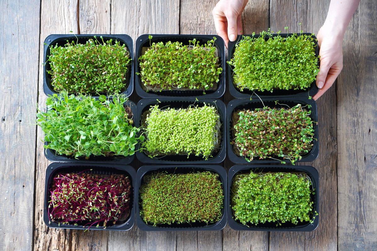 Natural Yield | Microgreens & Seed Starting Store