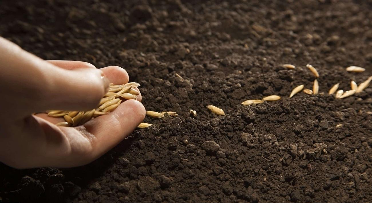 High-Quality Microgreen Seeds | Natural Yield