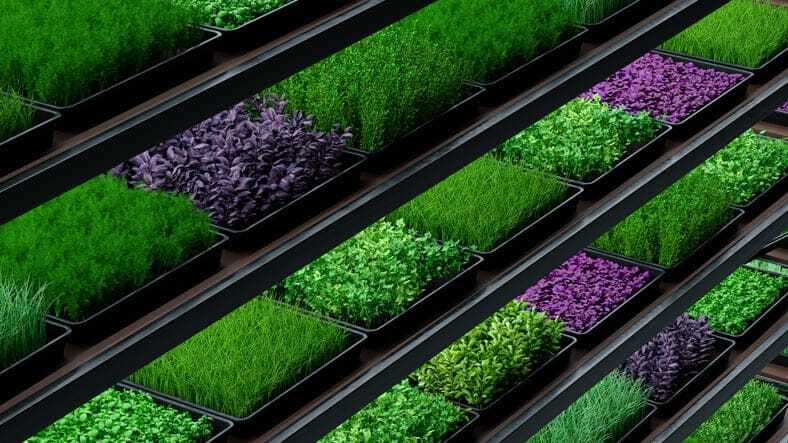 Natural Yield Fresh Microgreens