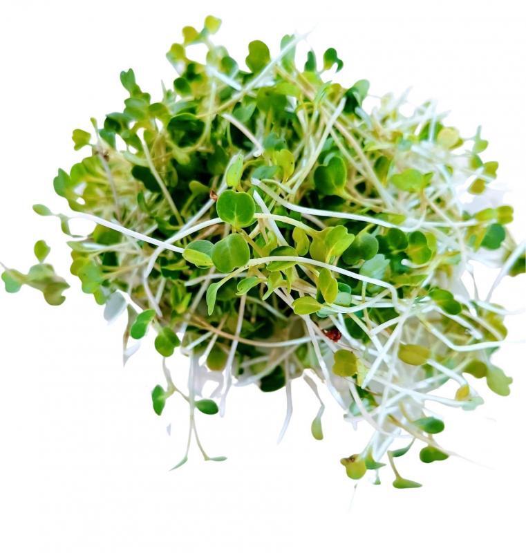 Fresh Rocket Microgreens | Peppery & Nutritious