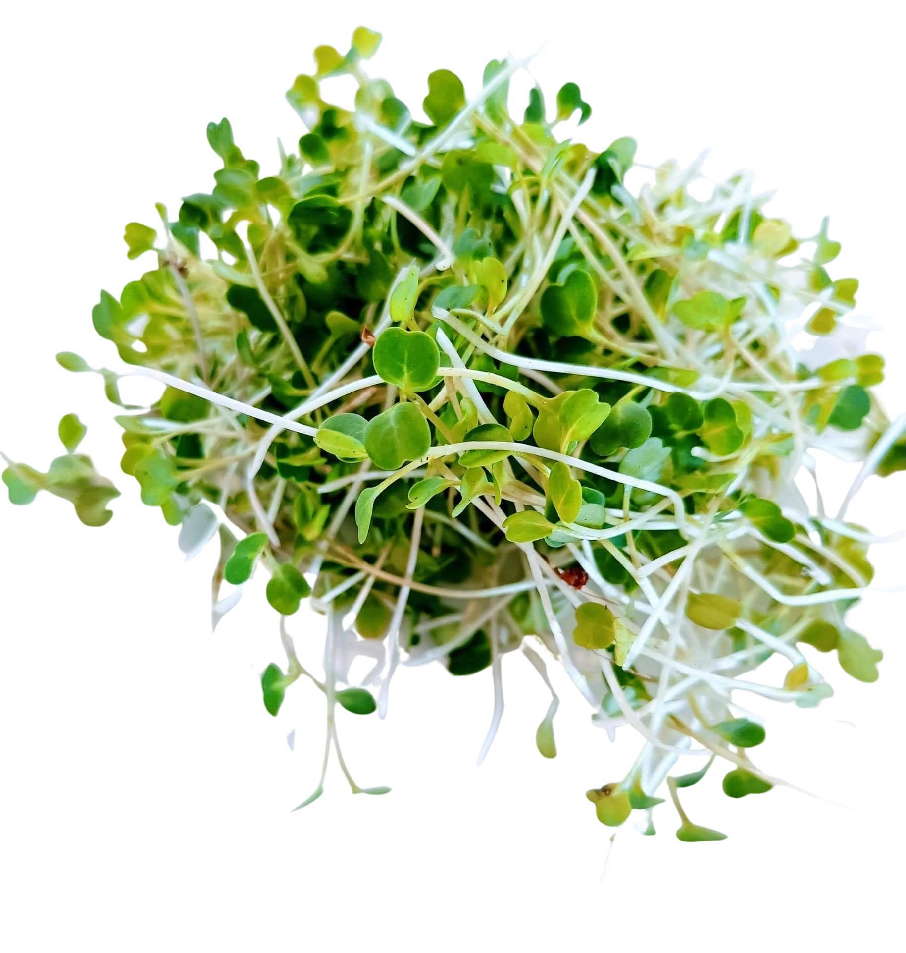 Fresh Rocket Microgreens | Peppery & Nutritious